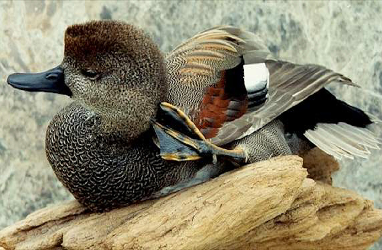 3D Woodcrafting - Waterfowl Woodcarving Gallery - Don's Decorative ...